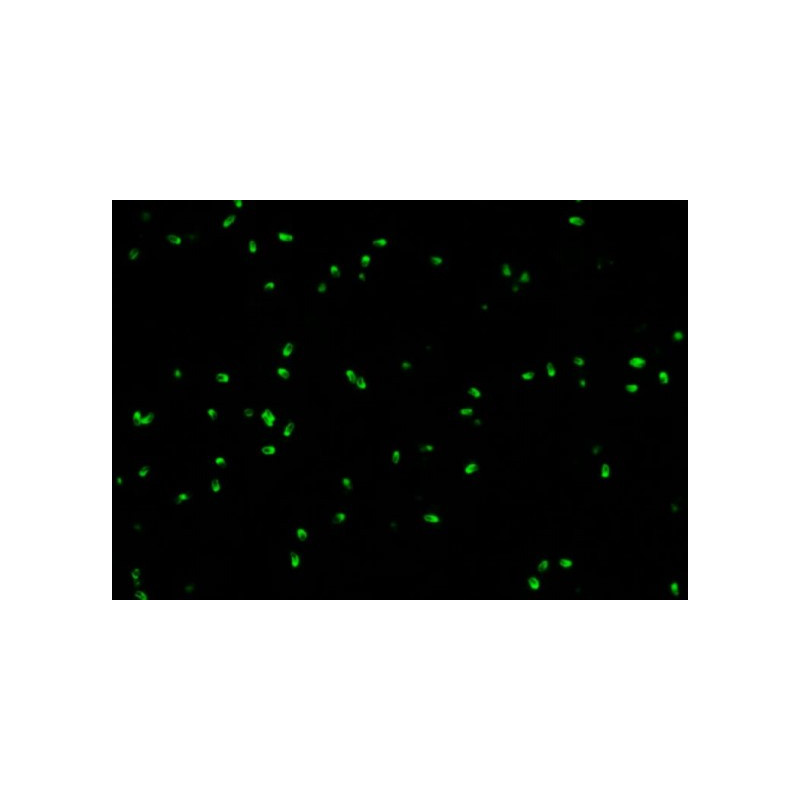 Neospora caninum IFA Substrate Slide